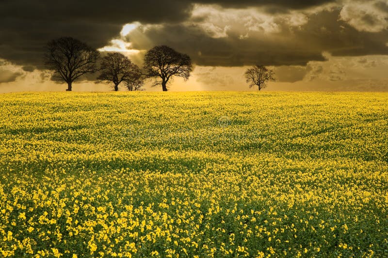 Rapeseed Field Countryside Landscap Stock Image - Image of growth ...