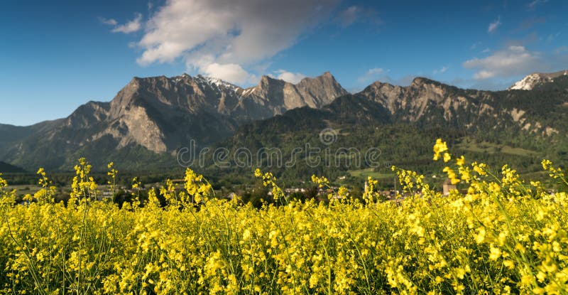 Rapeseed Field in Full Yellow Bloom with a Great Mountain Landscape ...