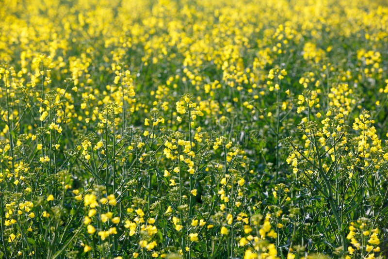 Rapeseed field stock image. Image of pesticides, nectar - 50963307