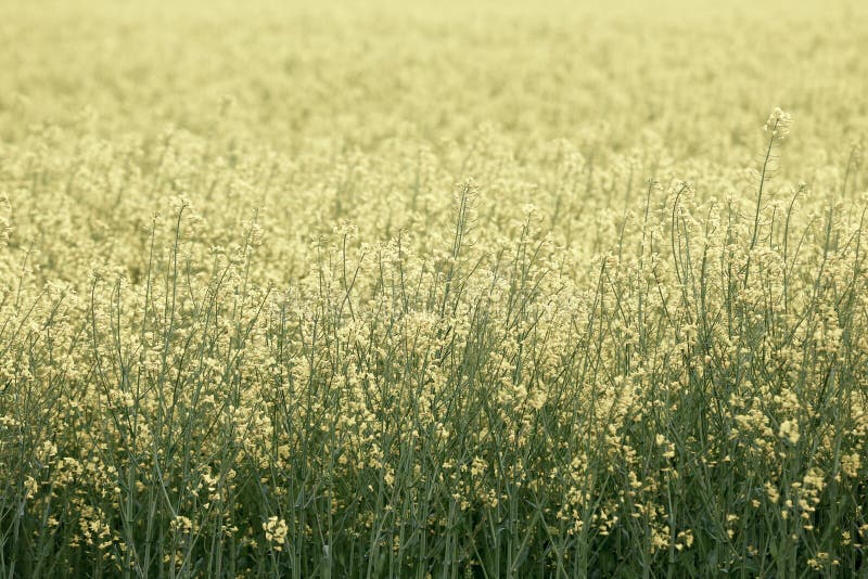 Rapeseed field stock photo. Image of canola, nectar, honey - 50963430