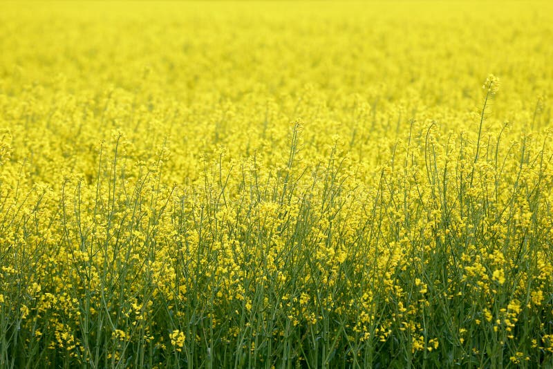 Rapeseed field stock image. Image of huge, honey, farmland - 50963273