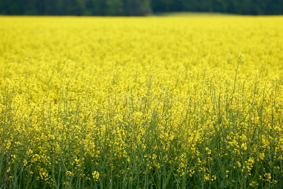 Rapeseed field stock image. Image of intensive, oilseed - 50963255