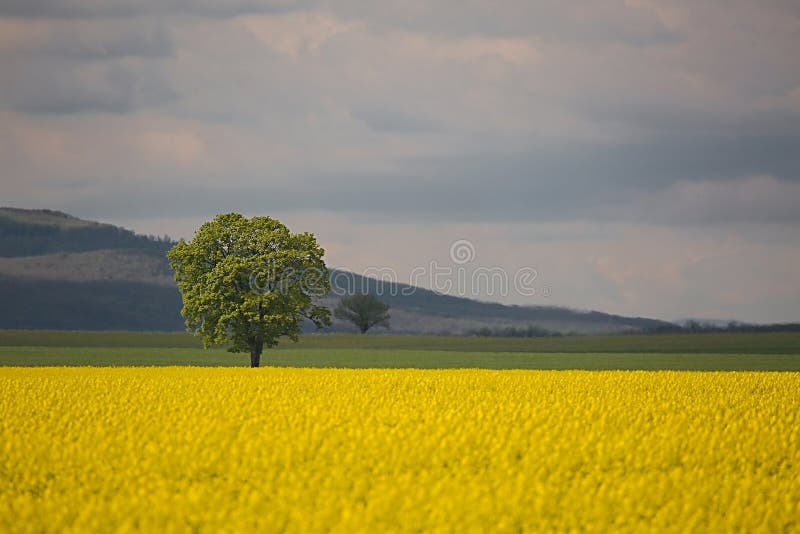 Rapeseed field landscape stock image. Image of canola - 91108787