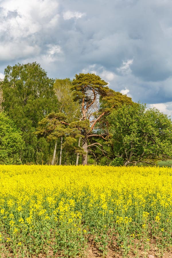 Rapeseed Field with a Old Pine Tree at the Forest Edge Stock Photo ...