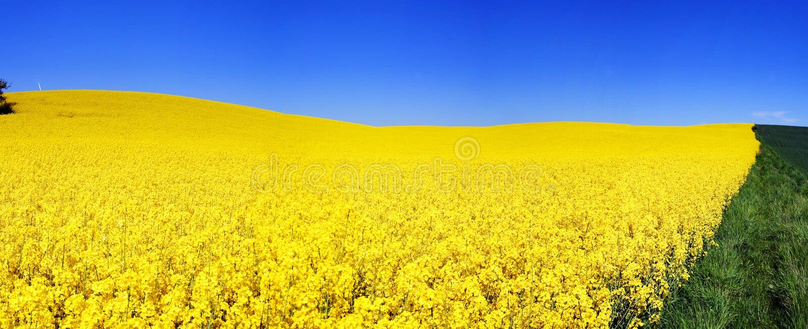 Rapeseed field stock image. Image of environment, rural - 14501863