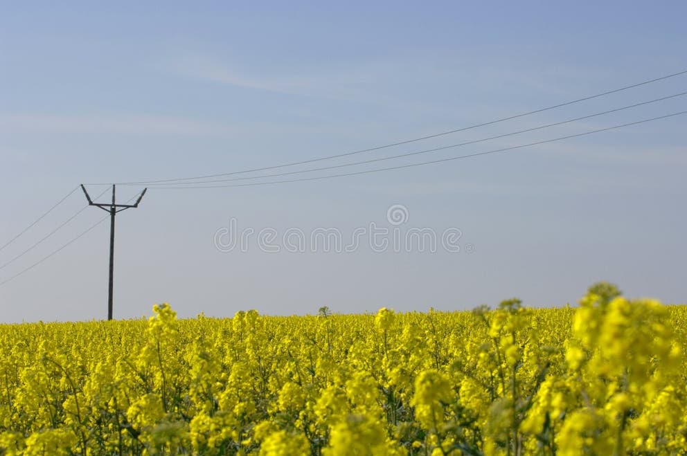 Rapeseed Field + Power Lines Stock Image - Image of landscape, pylon ...