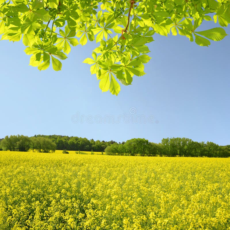 Rapeseed field stock image. Image of branch, leaves, flower - 42357621
