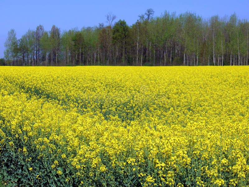 Rapeseed Field and Trees stock photo. Image of yellow - 3368436