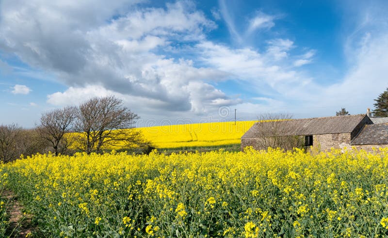 Rapeseed Fields stock photo. Image of farming, cottage - 53427904