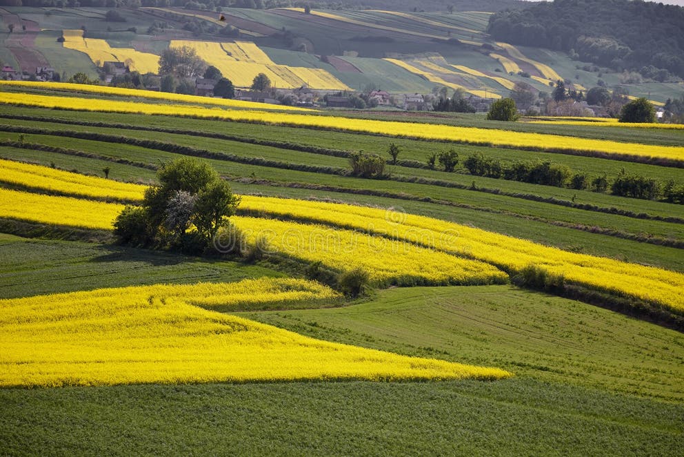 Rapeseed Fields Create Beautiful Geometric Patterns Stock Photo - Image ...