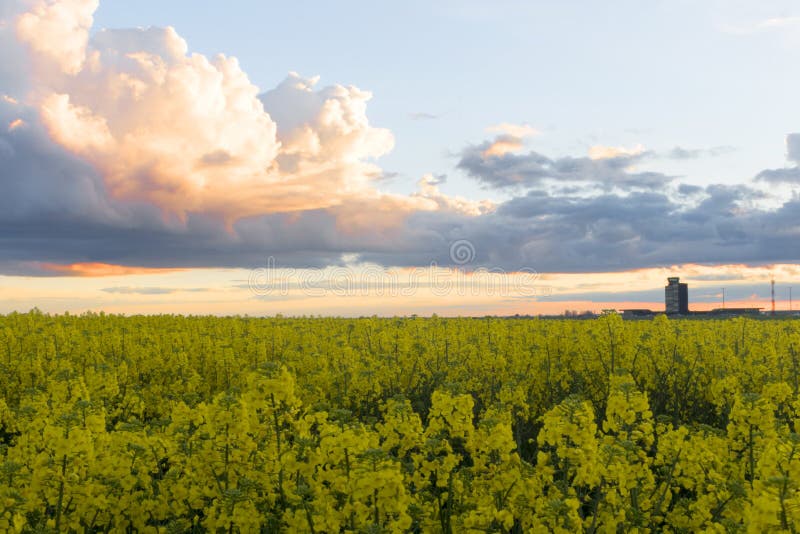 Rapeseed Fields with a Dramatic Sky at Sunset. Stock Image - Image of ...