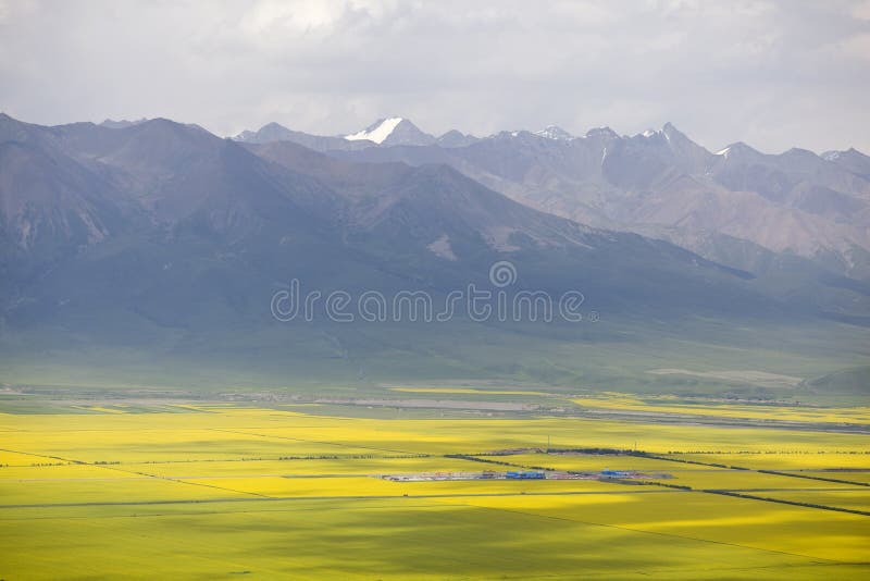 Rapeseed Fields at Mountain Foot Stock Photo - Image of nature, farm ...