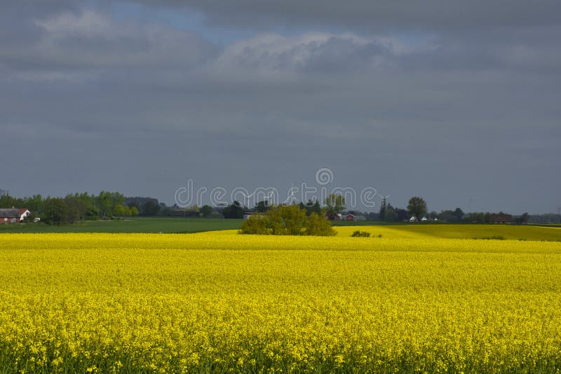 Rapeseed Fields in Southern Sweden Stock Image - Image of agriculture ...