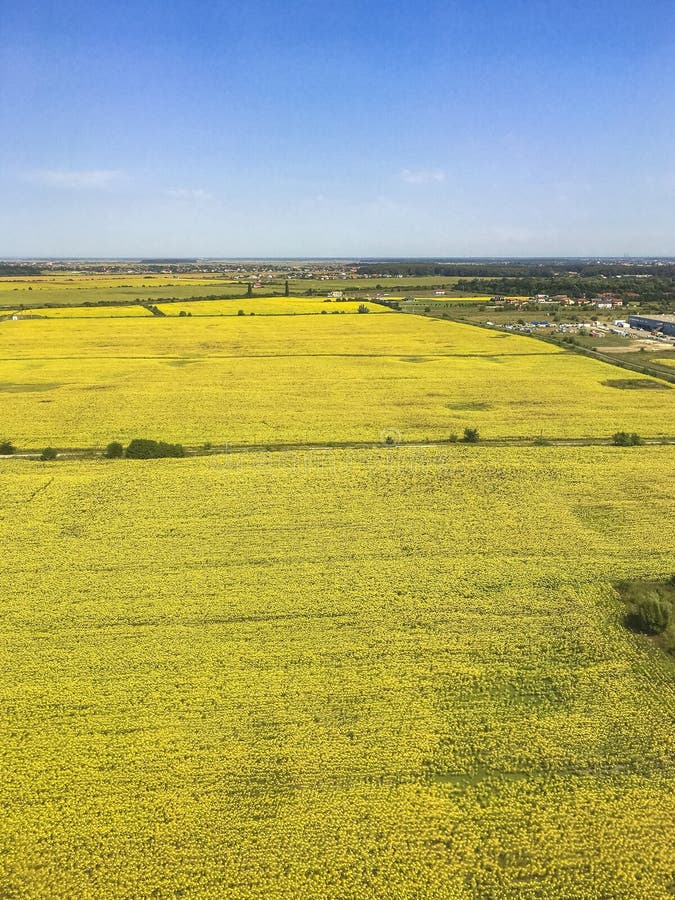 Rapeseed Fields View from a Drone Stock Photo - Image of fields, green ...