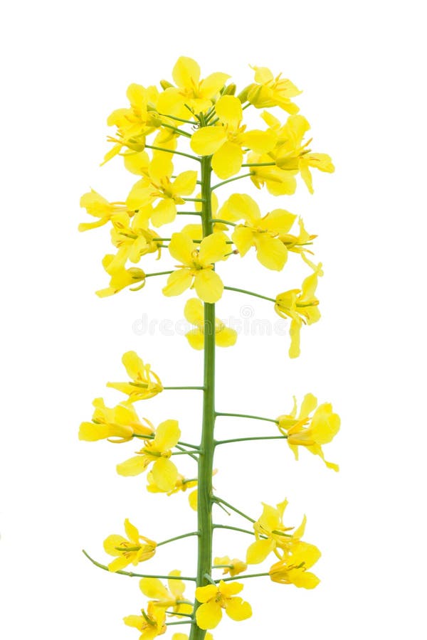 Rapeseed flower stock image. Image of nature, seed, rapeseed - 9439609