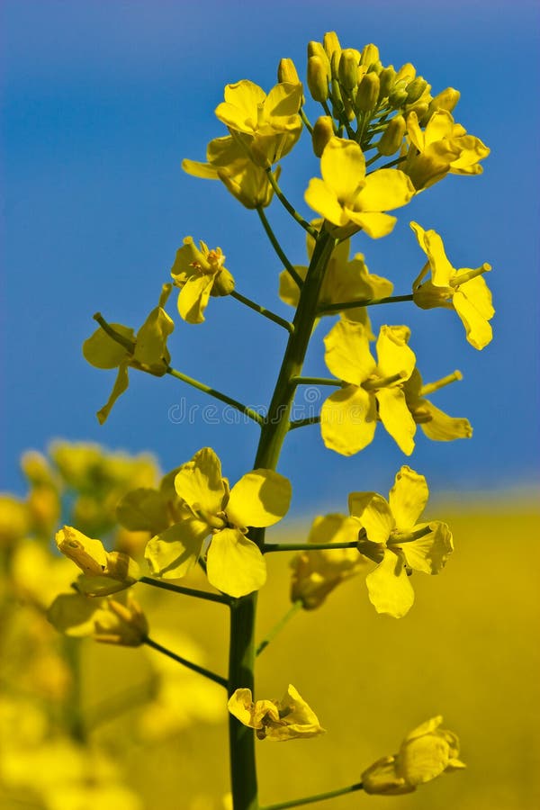 Rapeseed Flower in a Field As a Closeup Stock Image - Image of season ...