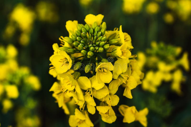 Rapeseed Flower in a Field at Springtime, Colza, Brassica Napus Stock ...