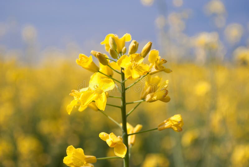 Rapeseed flower stock photo. Image of marry, pink, lush - 39749118