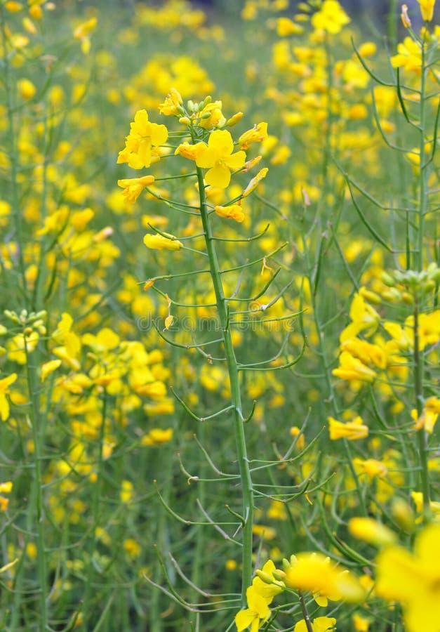 Rapeseed flower stock image. Image of bloom, blossom - 71372053