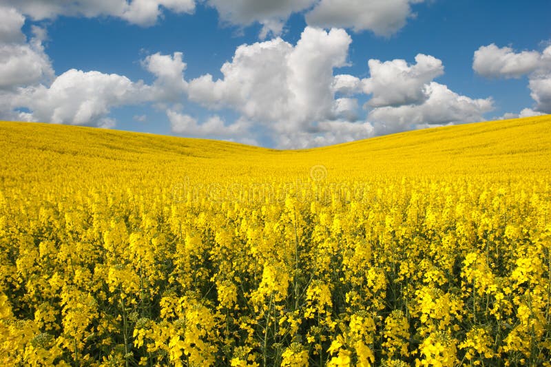 Rapeseed flowers stock image. Image of beautiful, land - 19345593