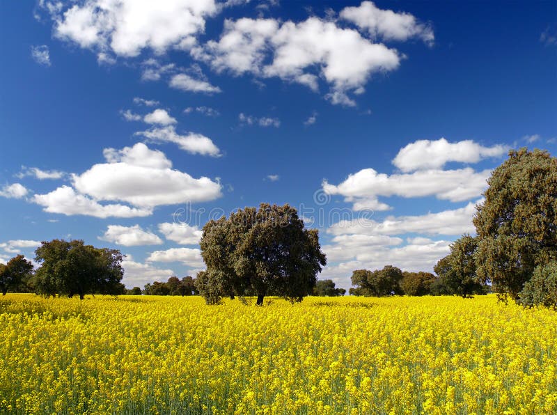 Spring fields & allee stock image. Image of agriculture - 8787