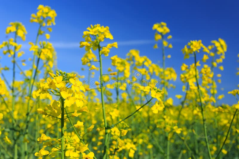 Rapeseed flower stock image. Image of nature, seed, rapeseed - 9439609
