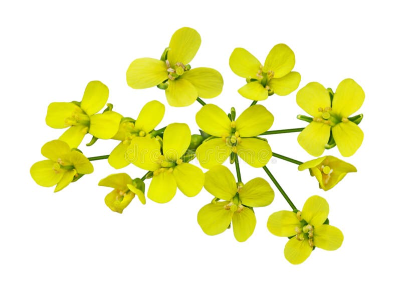 Rapeseed flower stock image. Image of nature, seed, rapeseed - 9439609