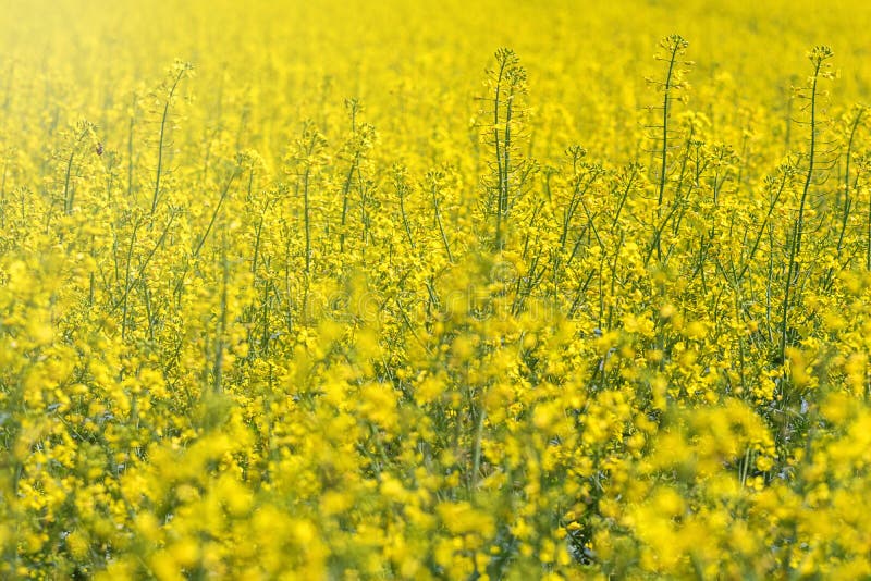 Rapeseed Flowers in Rapeseed Field. Blooming Canola Flowers Stock Image ...