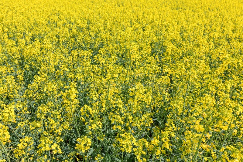 Rapeseed Flowers in Rapeseed Field. Blooming Canola Flowers Stock Photo ...