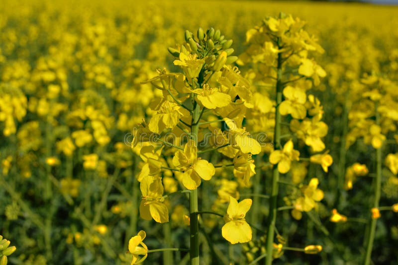 Rapeseed flowers stock image. Image of oilseed, landscape - 70731095