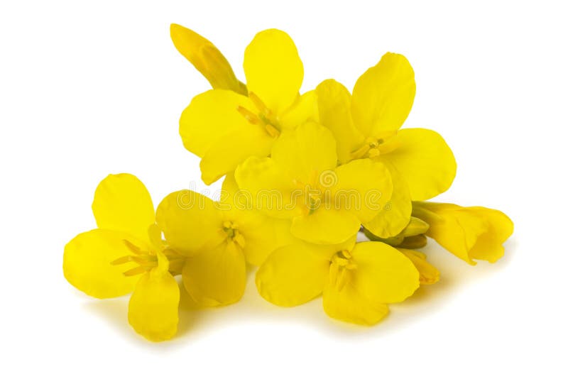 Rapeseed flowers stock photo. Image of rapeseed, leaves - 234011384