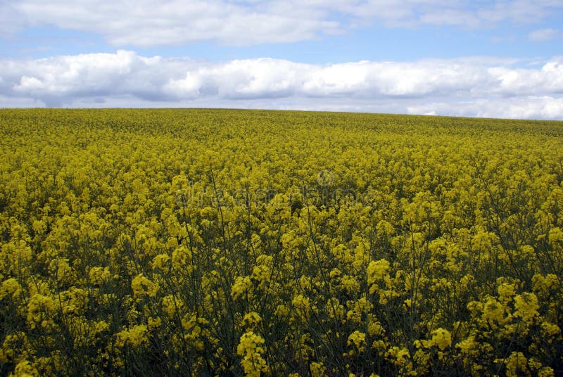 Rapeseed Growing in a Field. Field of Rapeseed Stock Photo - Image of ...