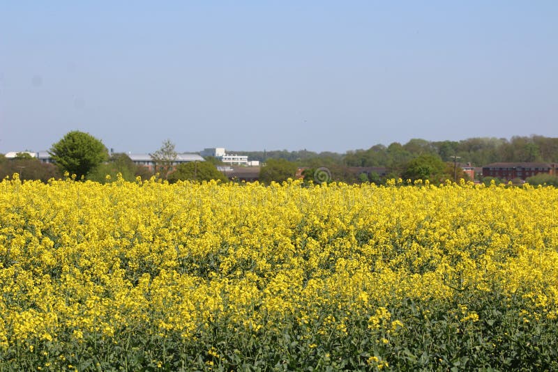 Rapeseed growing in field stock photo. Image of yellow - 39804044