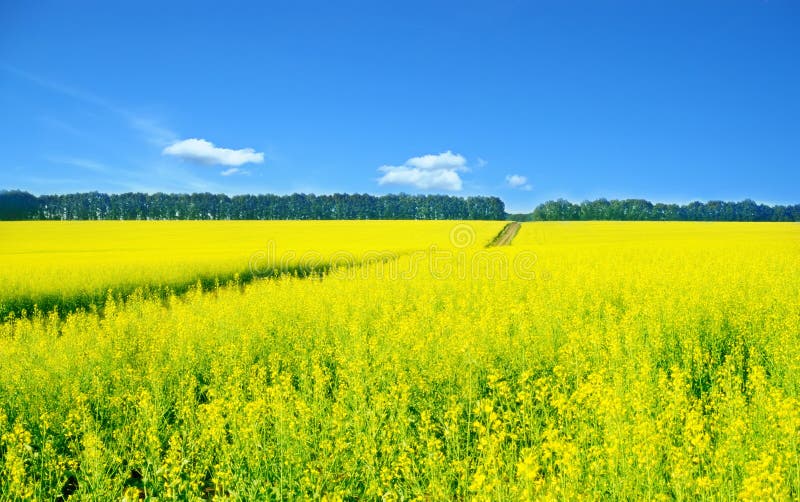Rapeseed field stock image. Image of environment, rural - 14501863