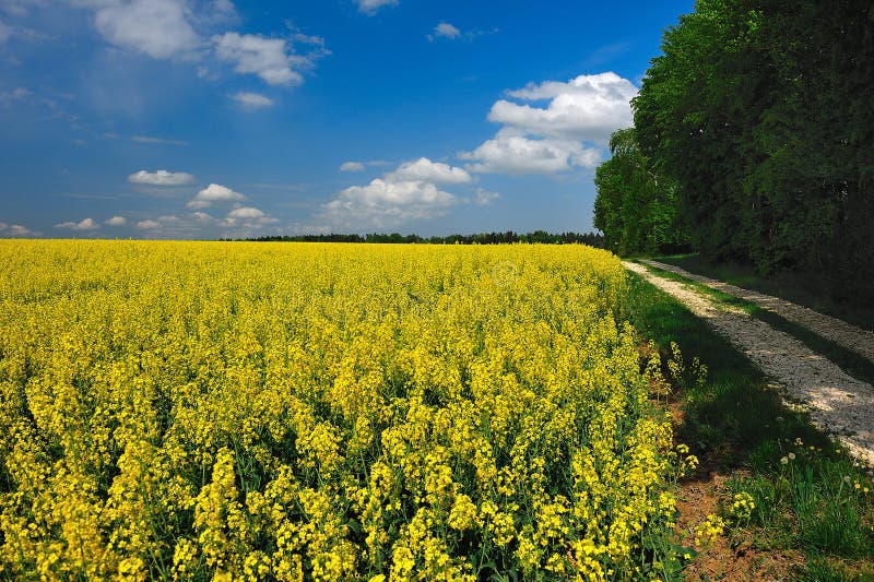 Rapeseed Landscape stock photo. Image of landscape, colour - 19366620