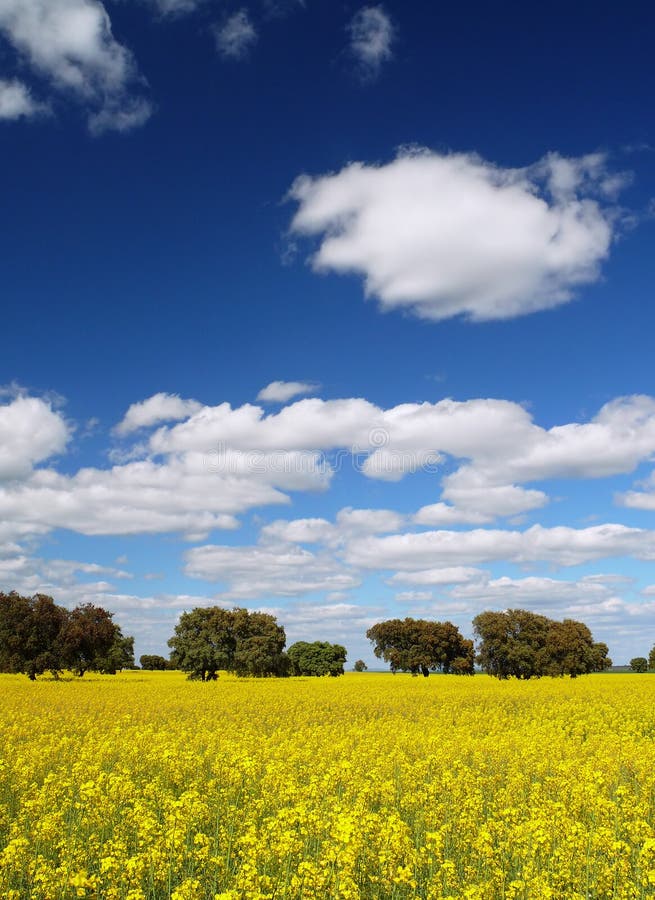 Rapeseed Landscape stock image. Image of green, badajoz - 26404823