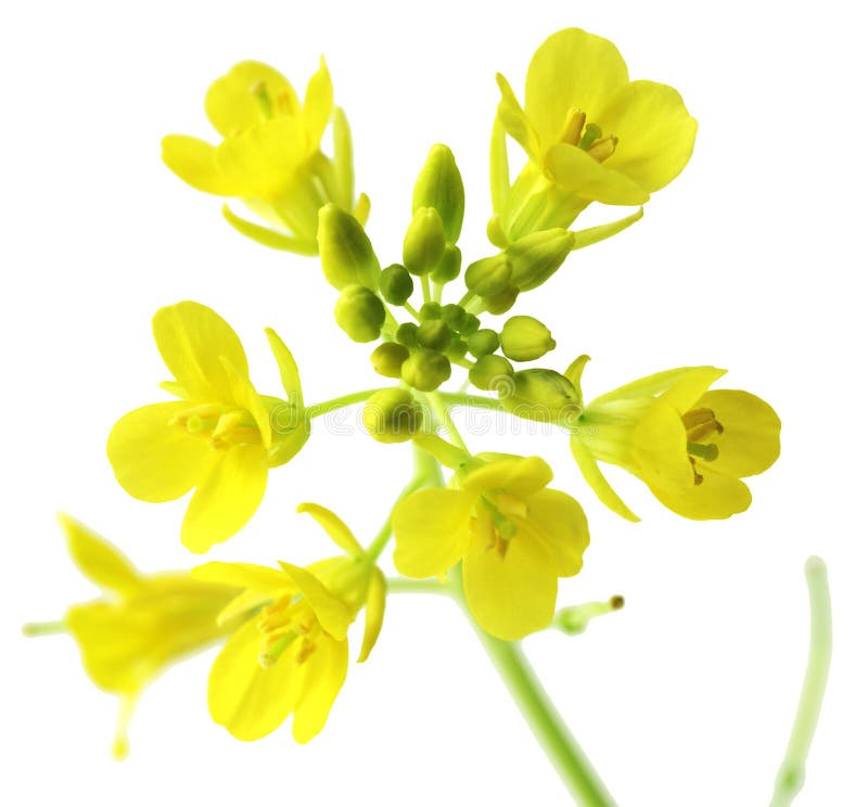 Rapeseed flower stock image. Image of nature, seed, rapeseed - 9439609