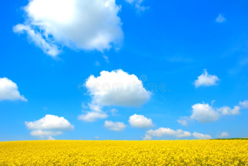 Rapeseed Meadows, Spring Sky in the Plain, Yellow with Blue Landscape ...