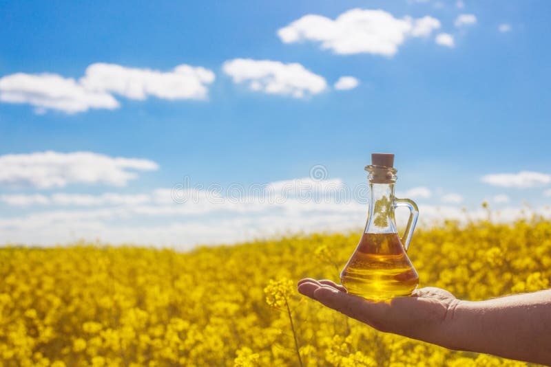 Rapeseed oil in field stock image. Image of oilseed, bottle - 93140823