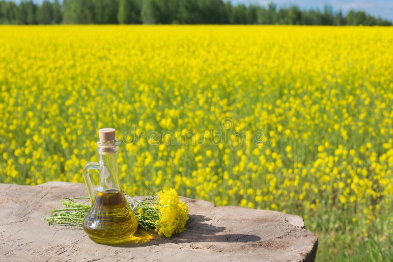 Rapeseed oil in field stock photo. Image of healthy, outdoor - 93415738