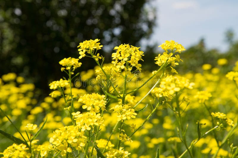Rapeseed plant stock image. Image of botany, bloom, blossom - 270143375