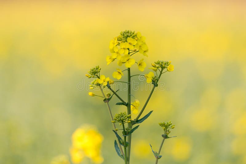Rapeseed Plant in Flower stock photo. Image of seed, rapeseed - 39566908