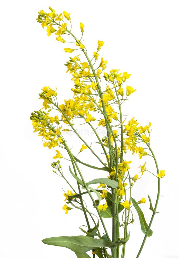 Rapeseed flower stock image. Image of nature, seed, rapeseed - 9439609