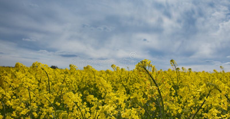 Rapeseed Plant Looing Up into the Clouds Stock Photo - Image of ...