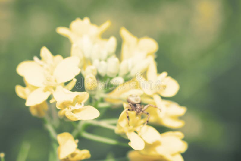 Rapeseed Plants with Spider Selective Focus Stock Image - Image of ...