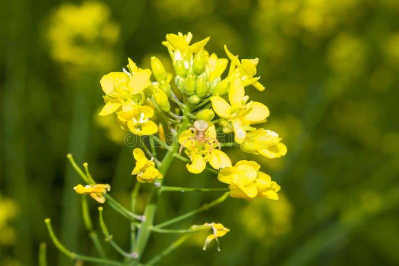Rapeseed Plants with Spider Selective Focus Stock Image - Image of ...