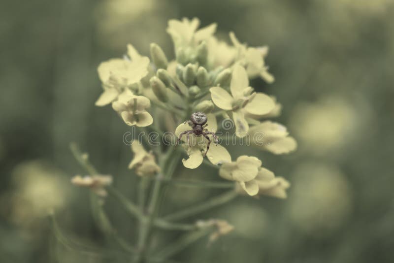 Rapeseed Plants with Spider Selective Focus Stock Image - Image of ...