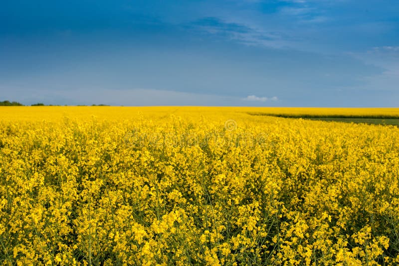 Rapeseed with Sky, Canola Rapeseed Plant Stock Photo - Image of flower ...