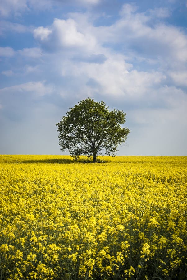 Rapeseed and Tree stock image. Image of yellow, vertical - 36045117