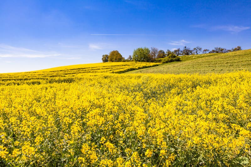 Rapeseed field stock photo. Image of bright, horizon, tree - 4200